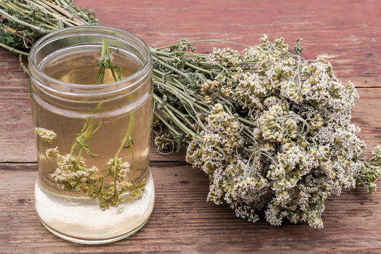 Top 20 Medicinal Plants to Grow in Your Garden - Plants Spark Joy