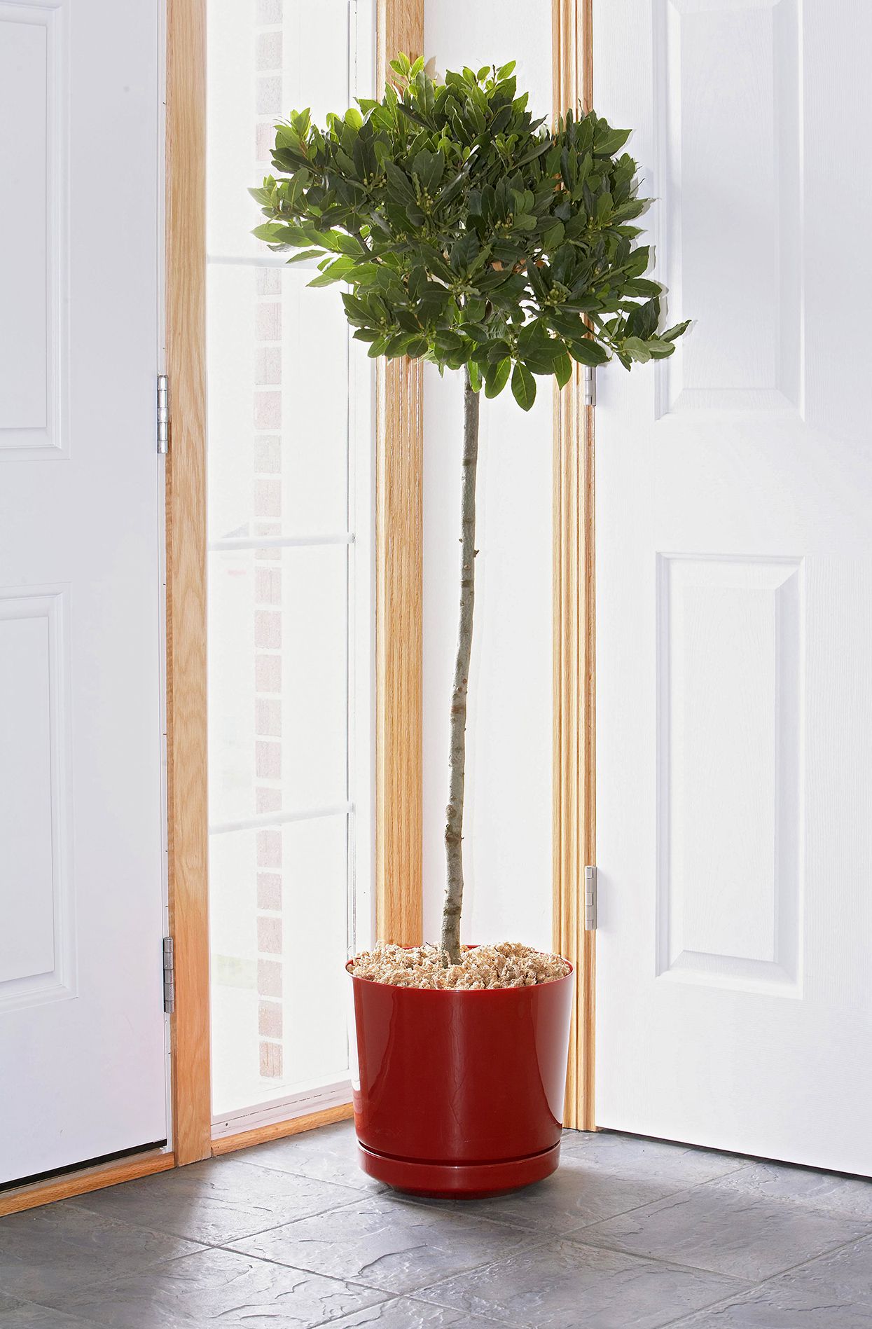 20 Best Smelling Indoor Scented Plants to Grow at Home - Plants Spark Joy