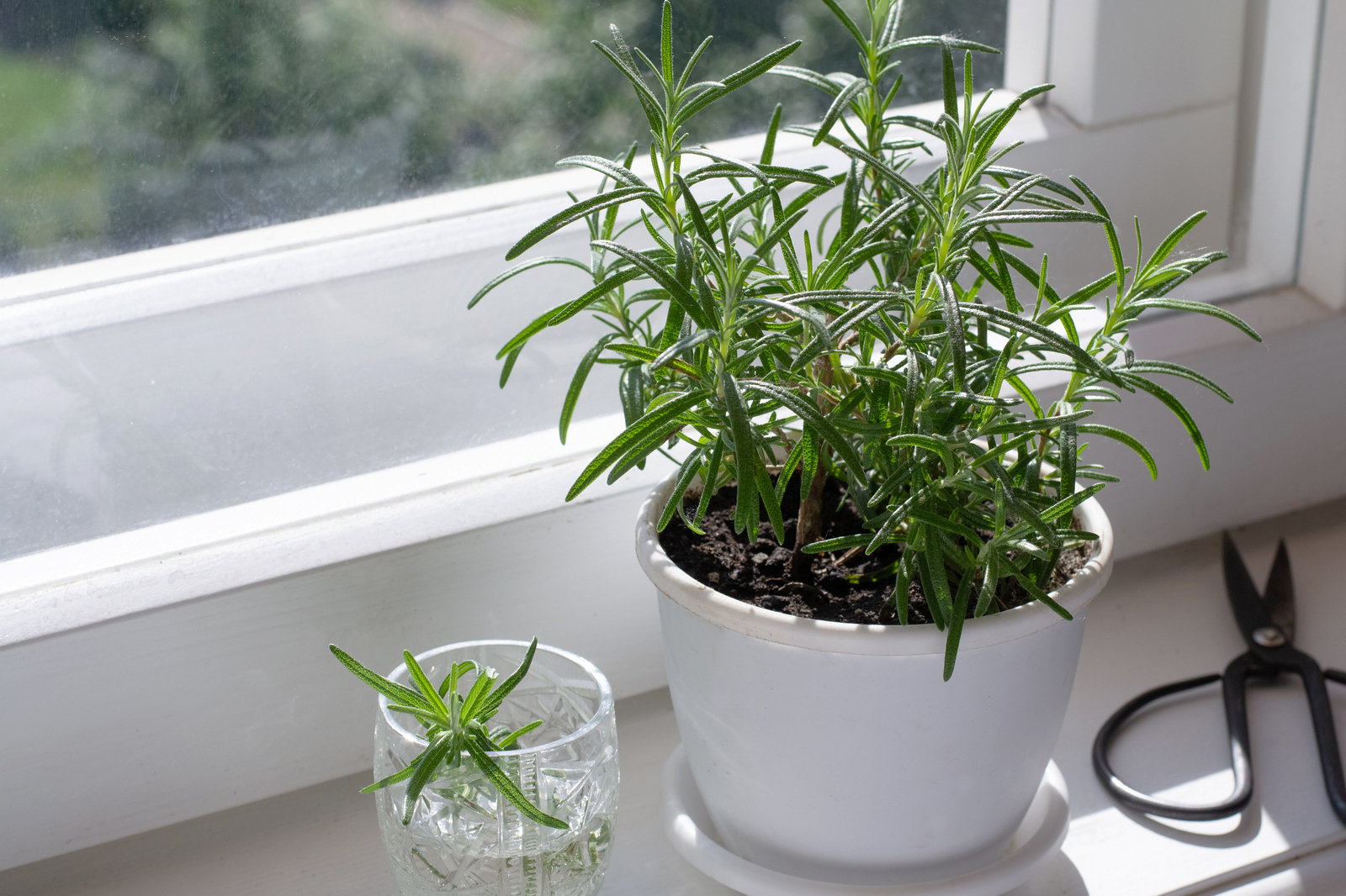 20 Best Smelling Indoor Scented Plants to Grow at Home - Plants Spark Joy