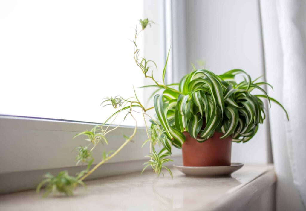 20 Bathroom Plants That Absorb Moisture: The Ultimate Guide - Plants ...