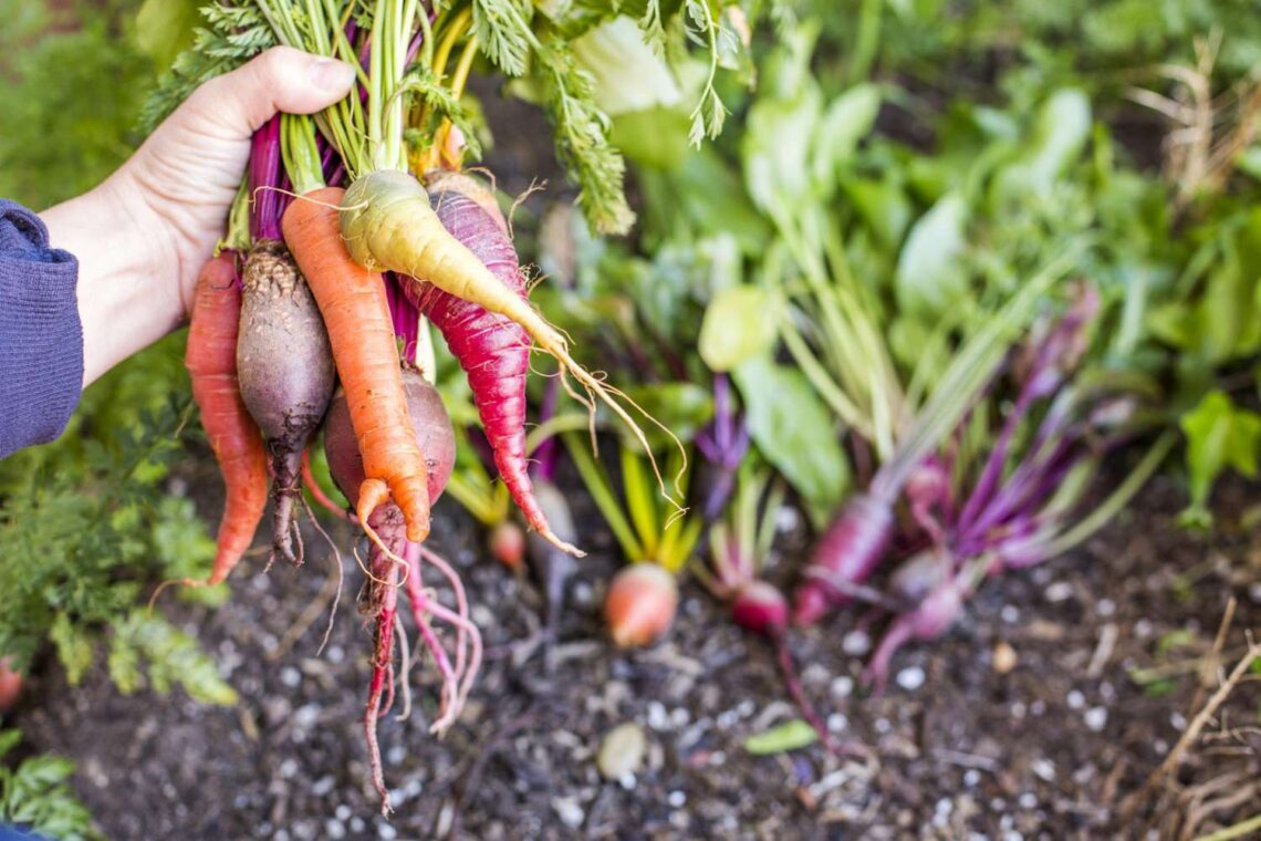 Vegetables High in Fiber: Top Fiber-Rich Veggies for a Healthy Diet ...